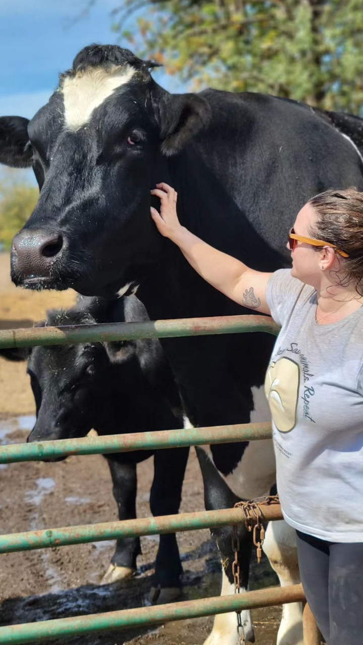 दुनिया के सबसे ऊंचे बैल के आगे बौना दिखता है हर इंसान