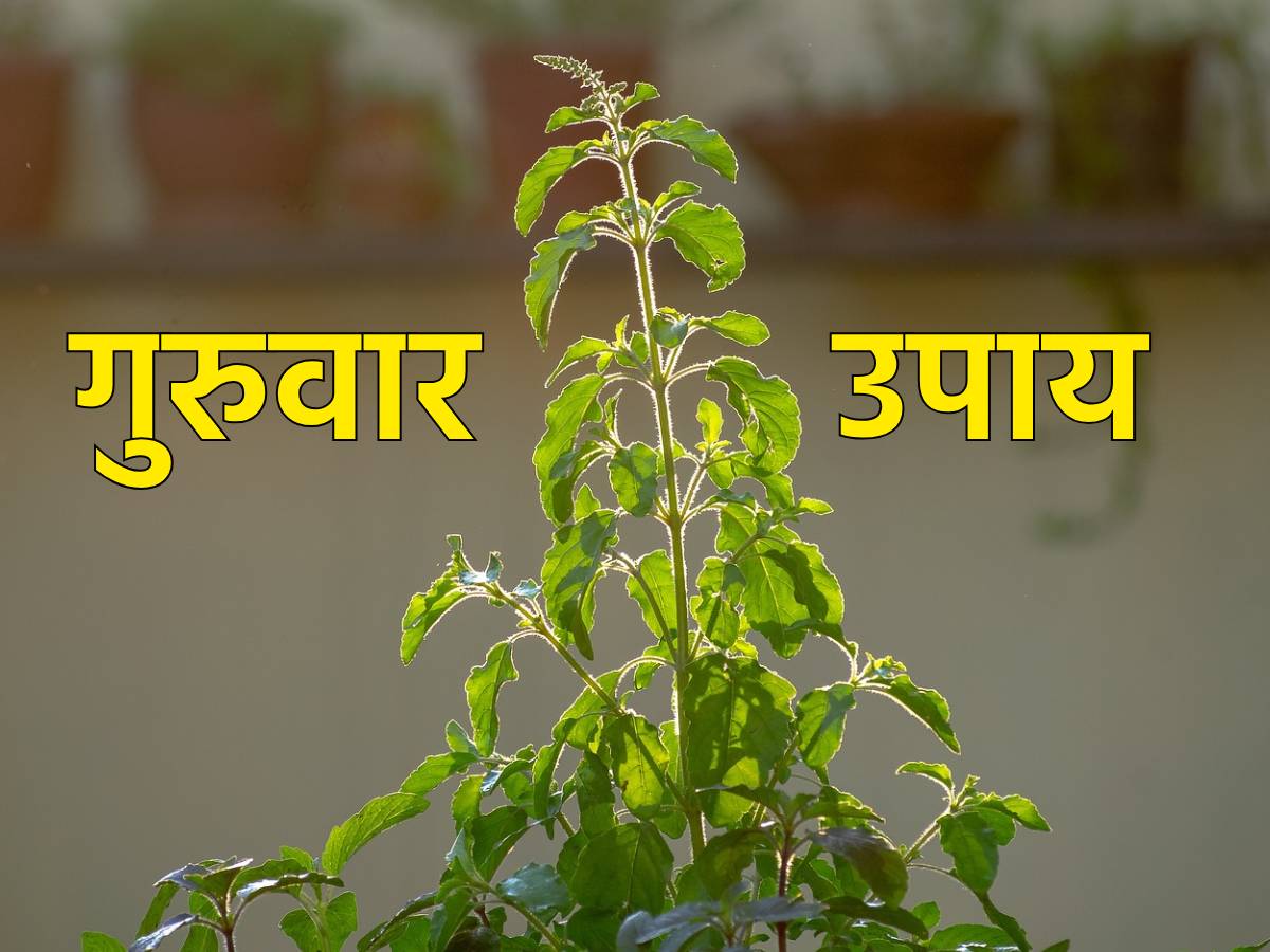 Guruwar Ke Upay: तुलसी का यह छोटा सा उपाय बदल सकता है आपकी जिंदगी, होगी पैसों की बारिश