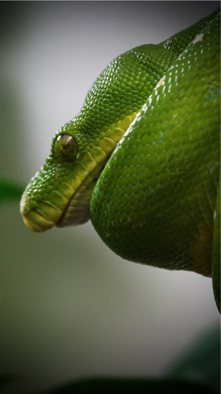 RANKED: 7 Largest Snakes In The World By Length