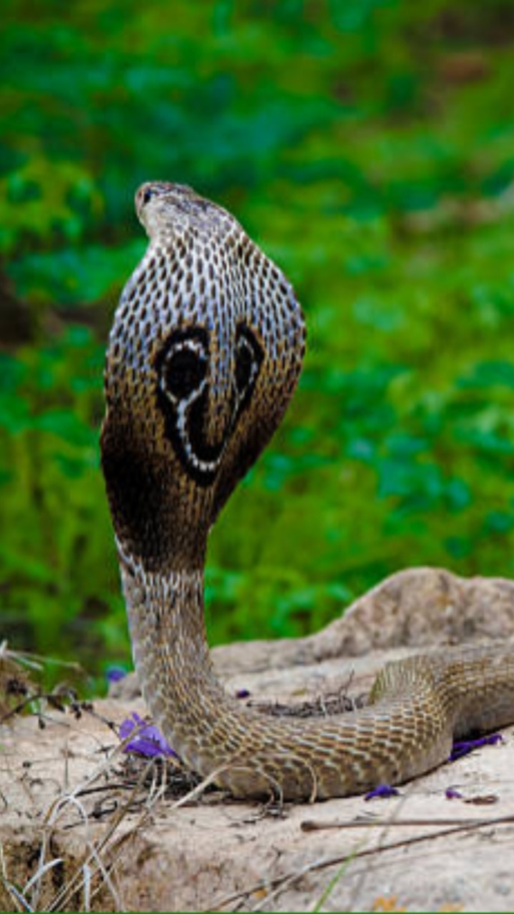 Beware! 7 Most Poisonous Snakes Found In India During Summer