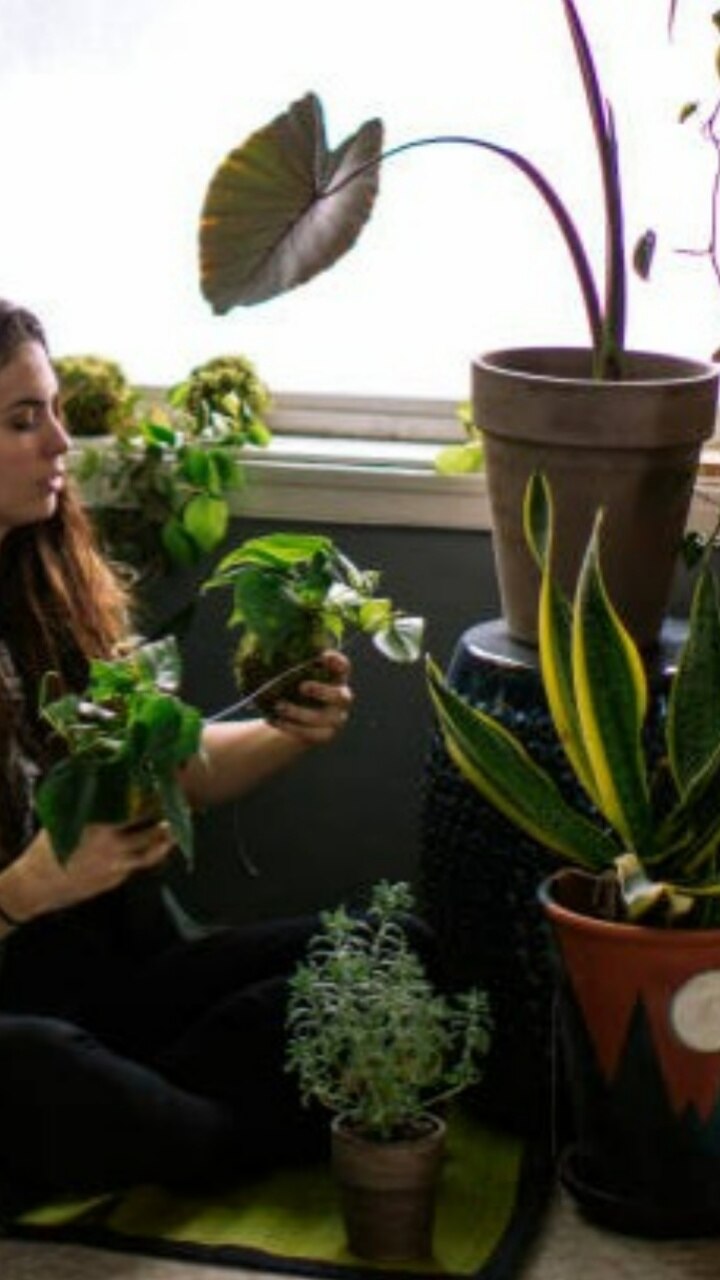 8 Indian Houseplants To Cool Your Home During Summer