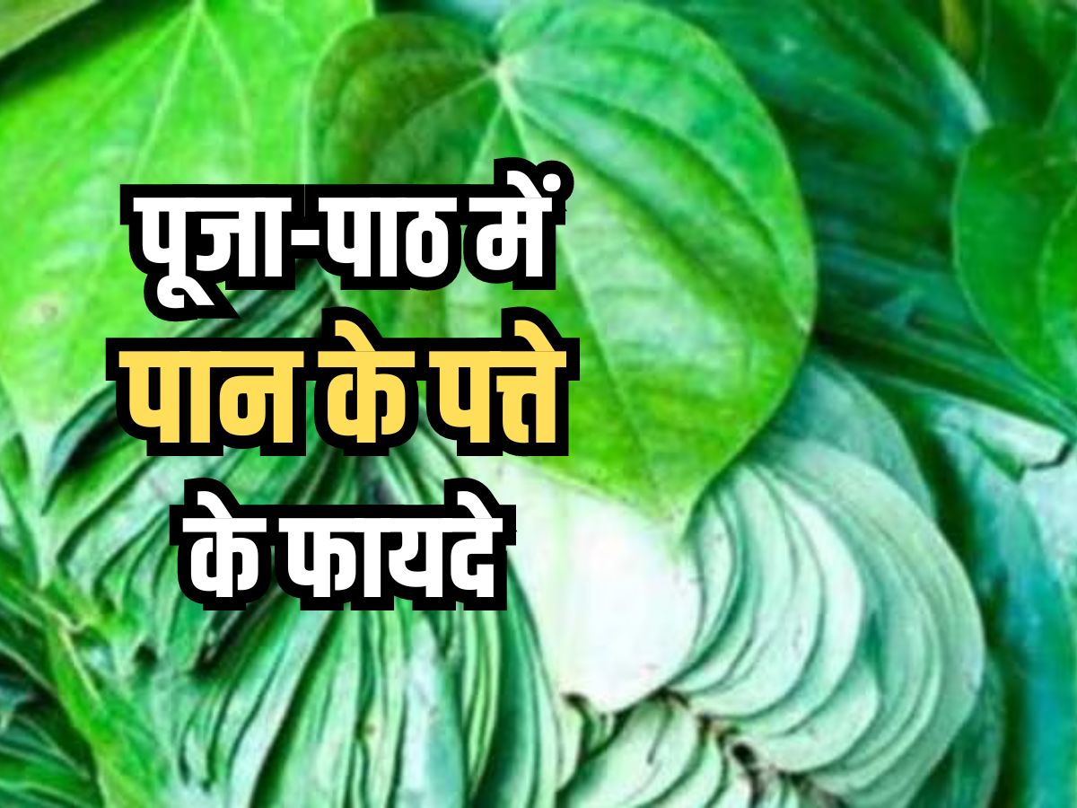 Paan ke Patte ke Fayde: पूजा-पाठ में क्यों किया जाता पान के पत्ते का ...