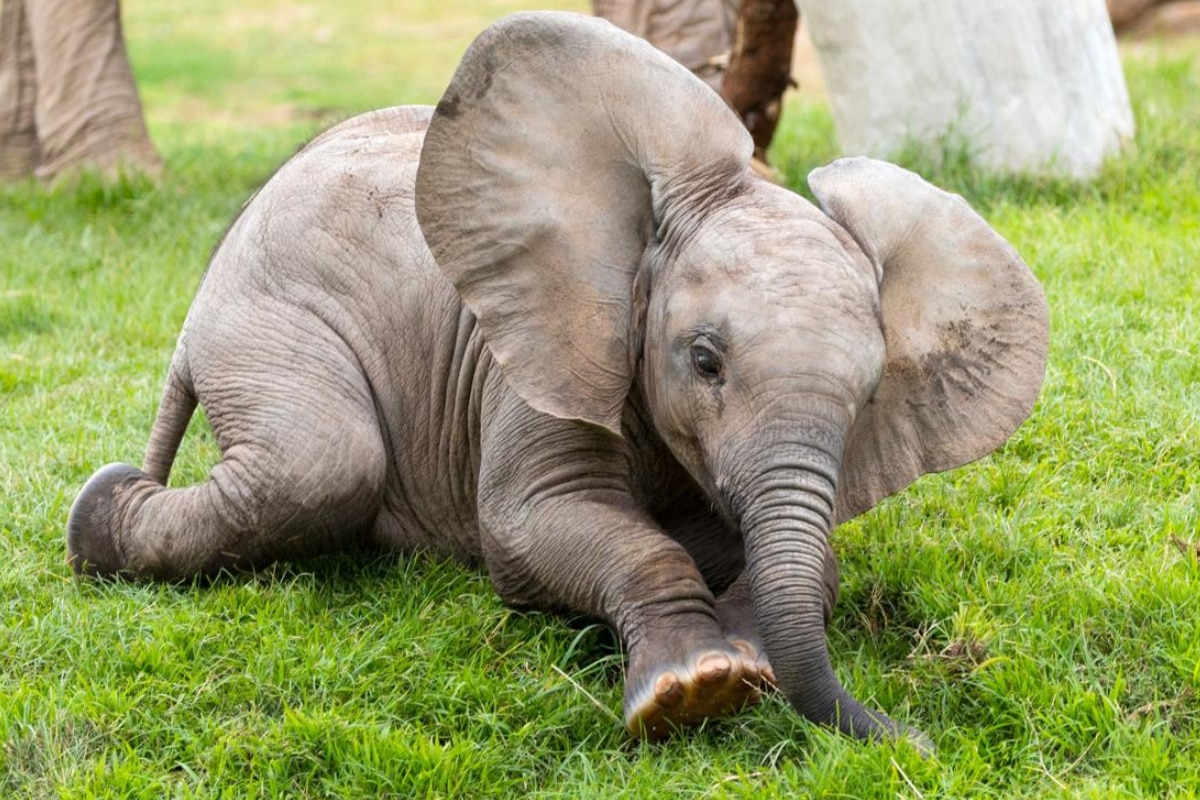 Baby Elephant Bani, Paralyzed In Train Accident, Receiving Specialised ...