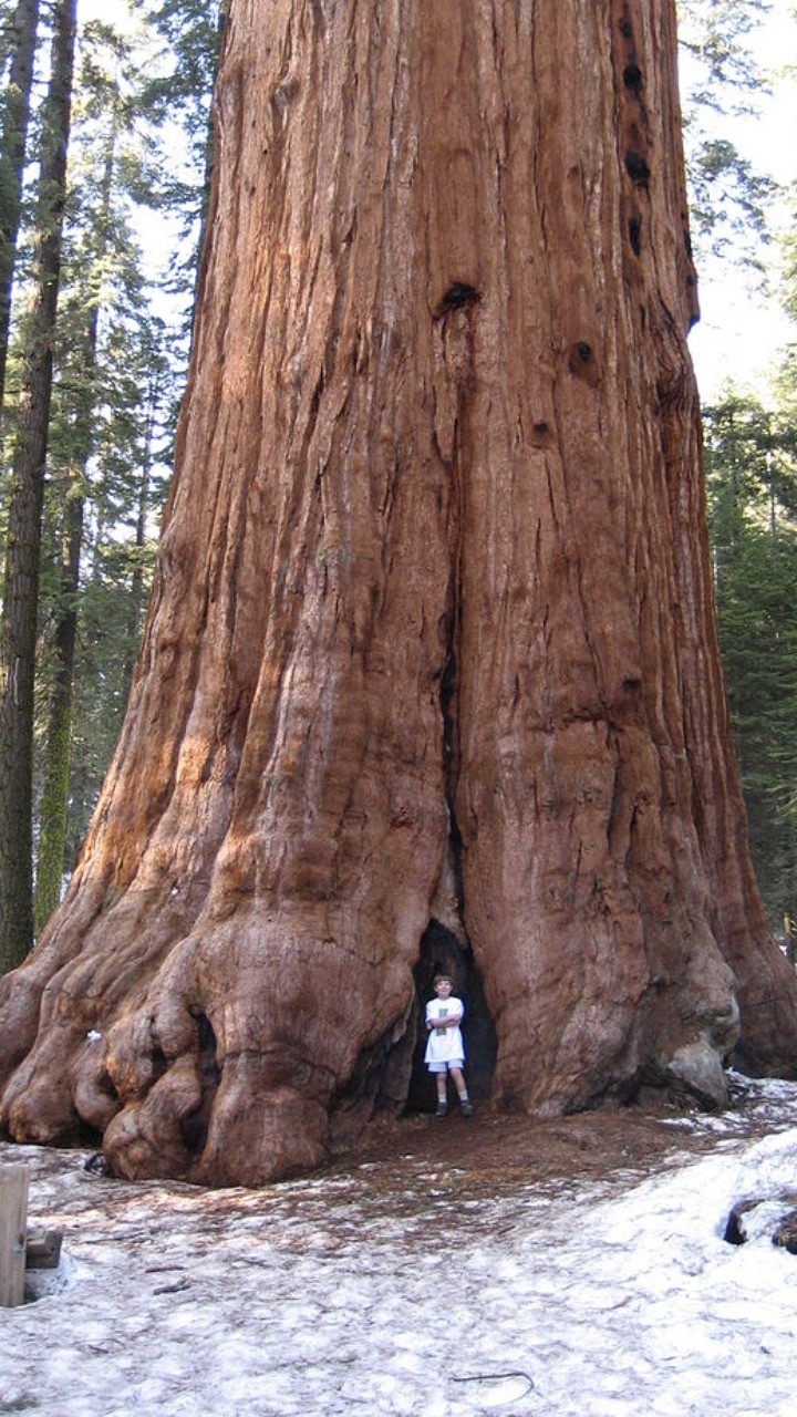 10 Oldest Trees In The World