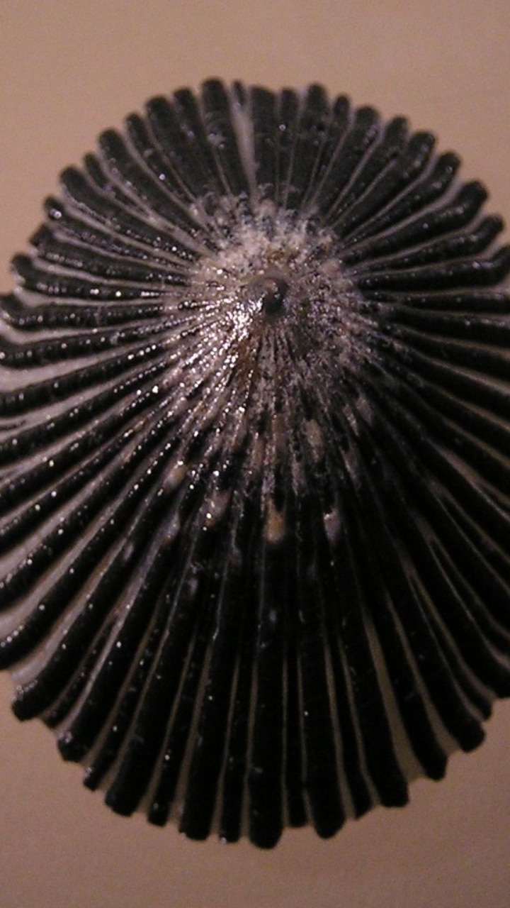 6 Animals That Flourish Near Volcanoes