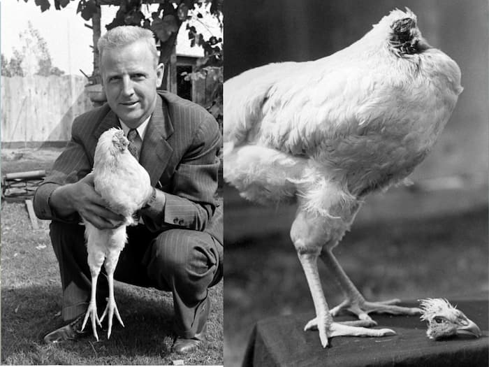 Meet Miracle Mike: The chicken who lived for 18 months after his head ...