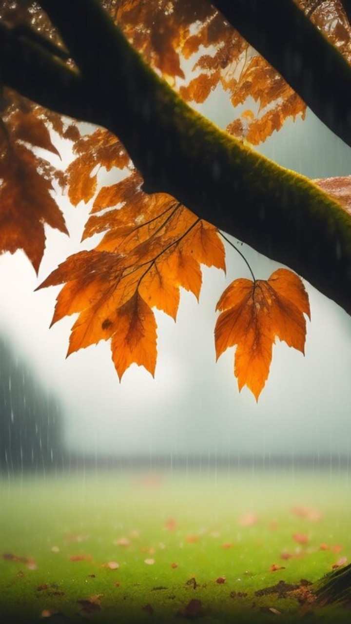 Delhi Ncr Weather Update Monsoon Rains Likely To Reach Delhi Noida On