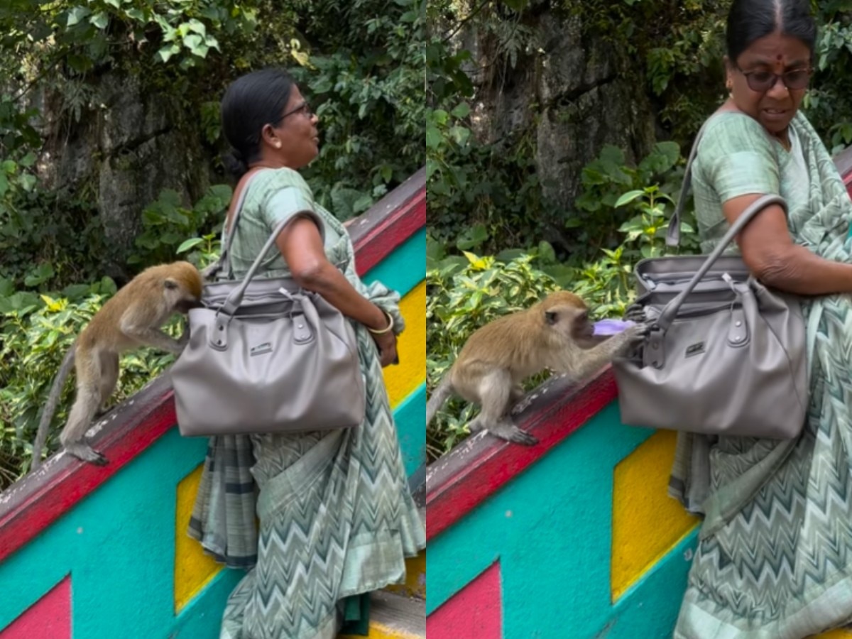 Bandar Ka Video: भनक लगने से पहले सामान उड़ा ले गया बंदर, हिला देगा ...