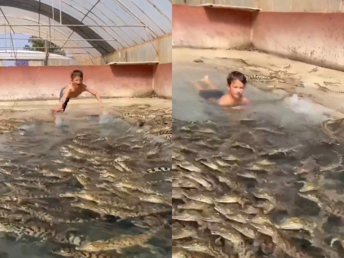 Magarmach Ka Video: मगरमच्छ से भरे तालाब में कूद गया बच्चा, आगे का ...