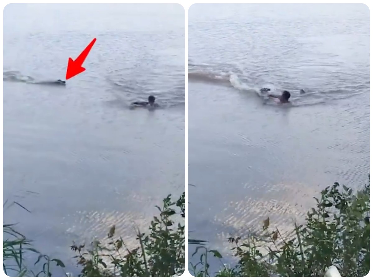 Magarmach Ka Video: मगरमच्छ की रडार पर आ गया नदी में तैरता शख्स, अगले ...