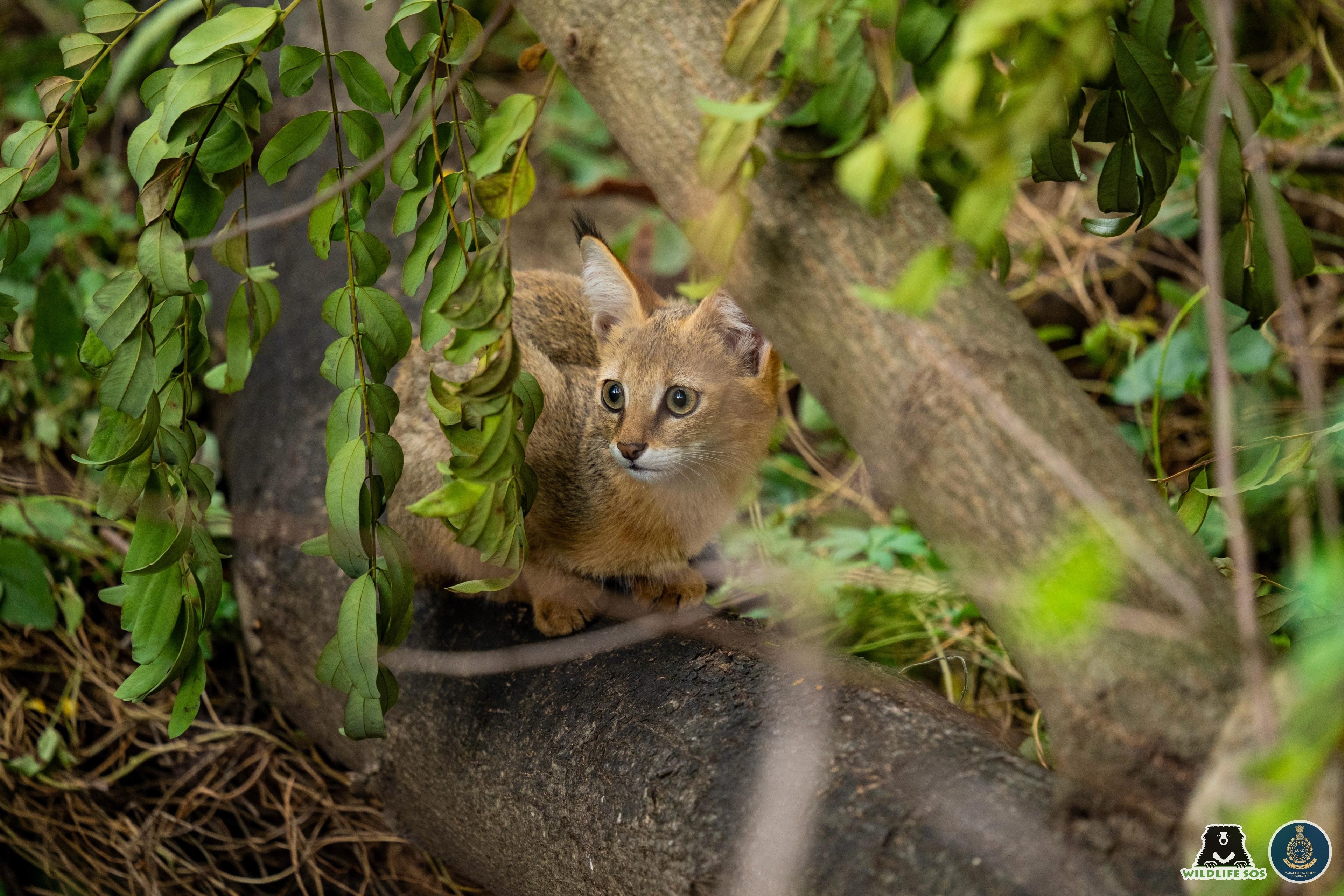 Jungle Cat Kittens Rehabilitated, Released In Maharashtra; Images Inside
