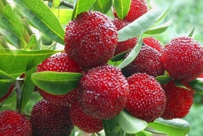 तपती गर्मियों में शानदार फायदा देता है ये लाल रंग का फल, ये बीमारियां ...