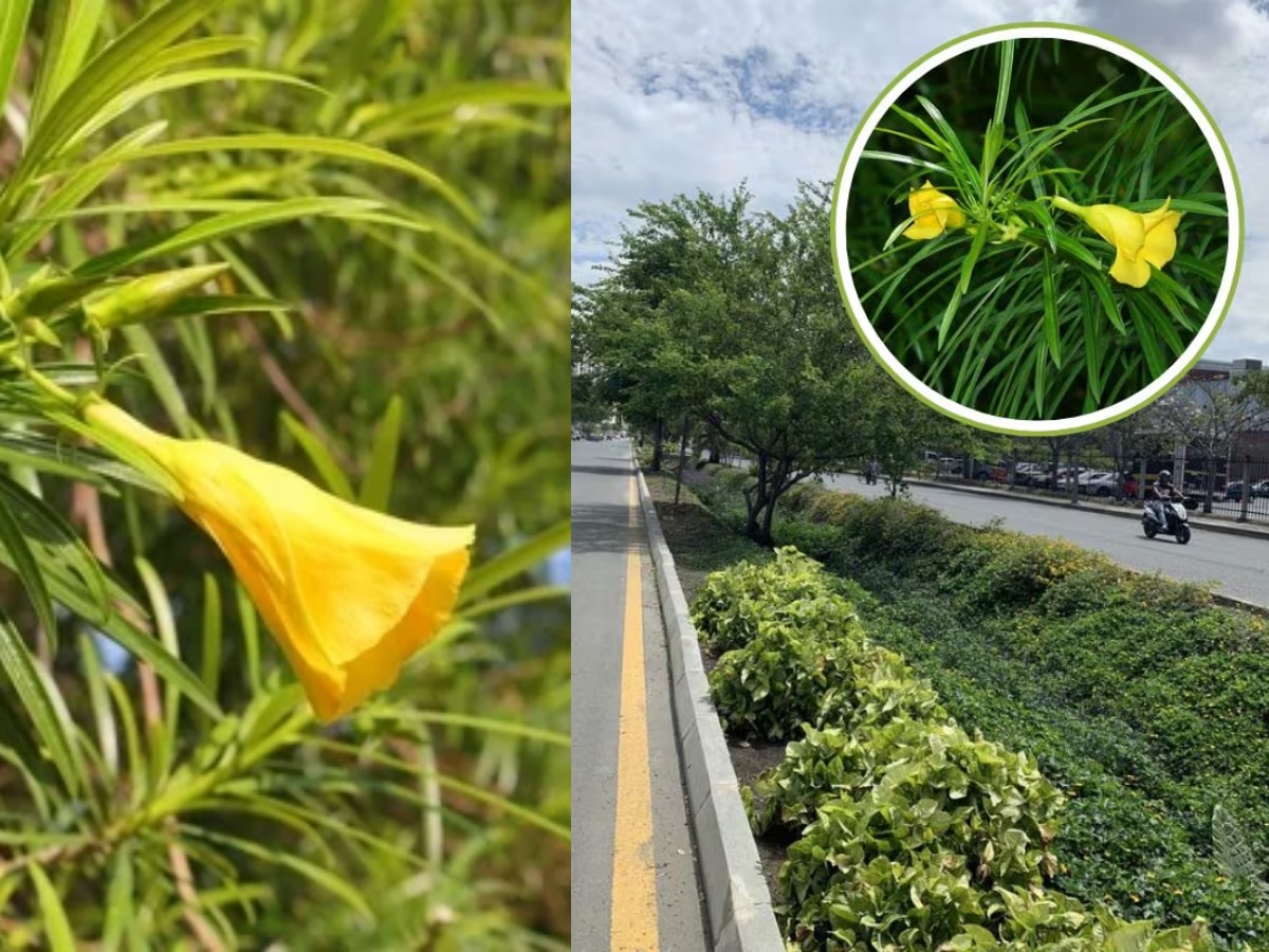 सड़क के बीच डिवाइडर में कनेर का पौधा लगाने के पीछे है वैज्ञानिक कारण ...