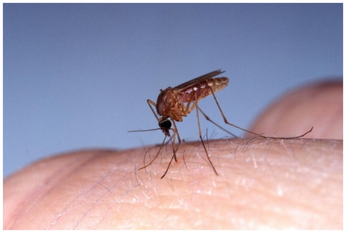 What is Oropouche fever? Know the symptoms of this mosquito-borne disease
