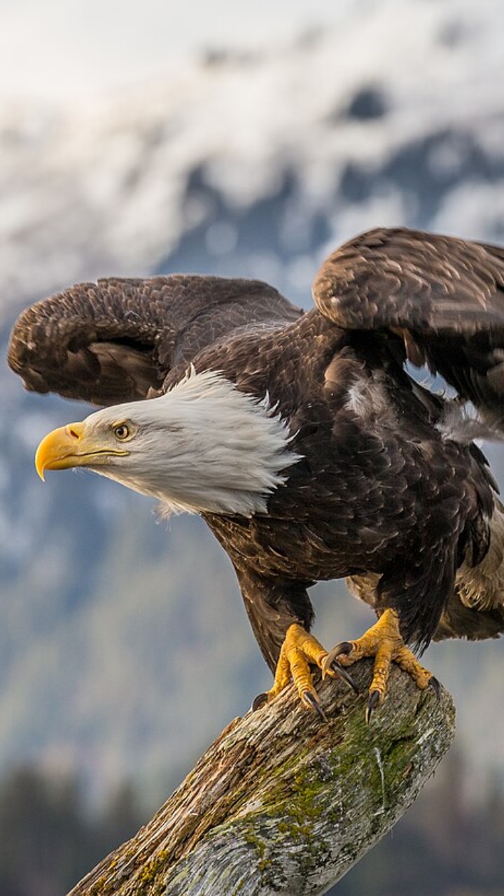 10 Largest And Strongest Eagles In The World