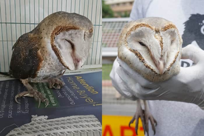Owl Checks Into Delhi’s Lodhi Hotel, Checked Out By Wildlife SOS