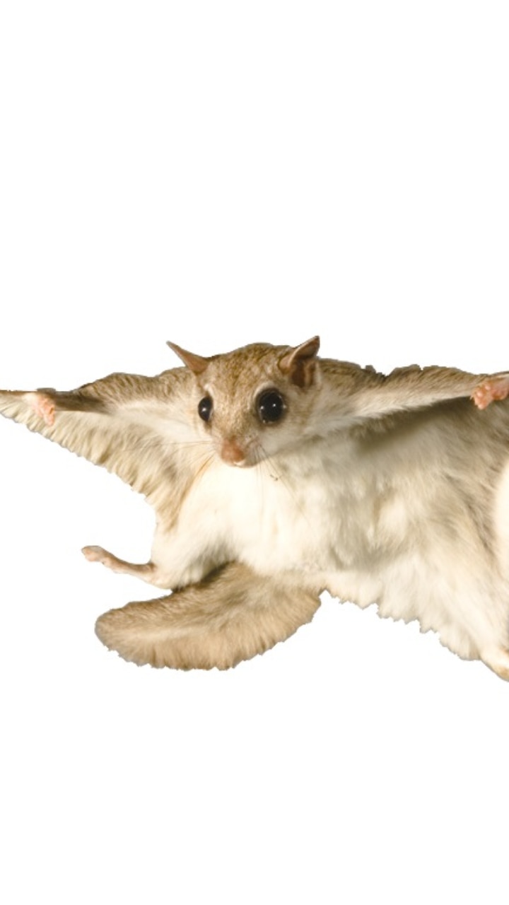 10 Animals That Glide Without Wings