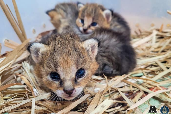 Jungle Cat Kittens Rehabilitated, Released In Maharashtra; Images Inside