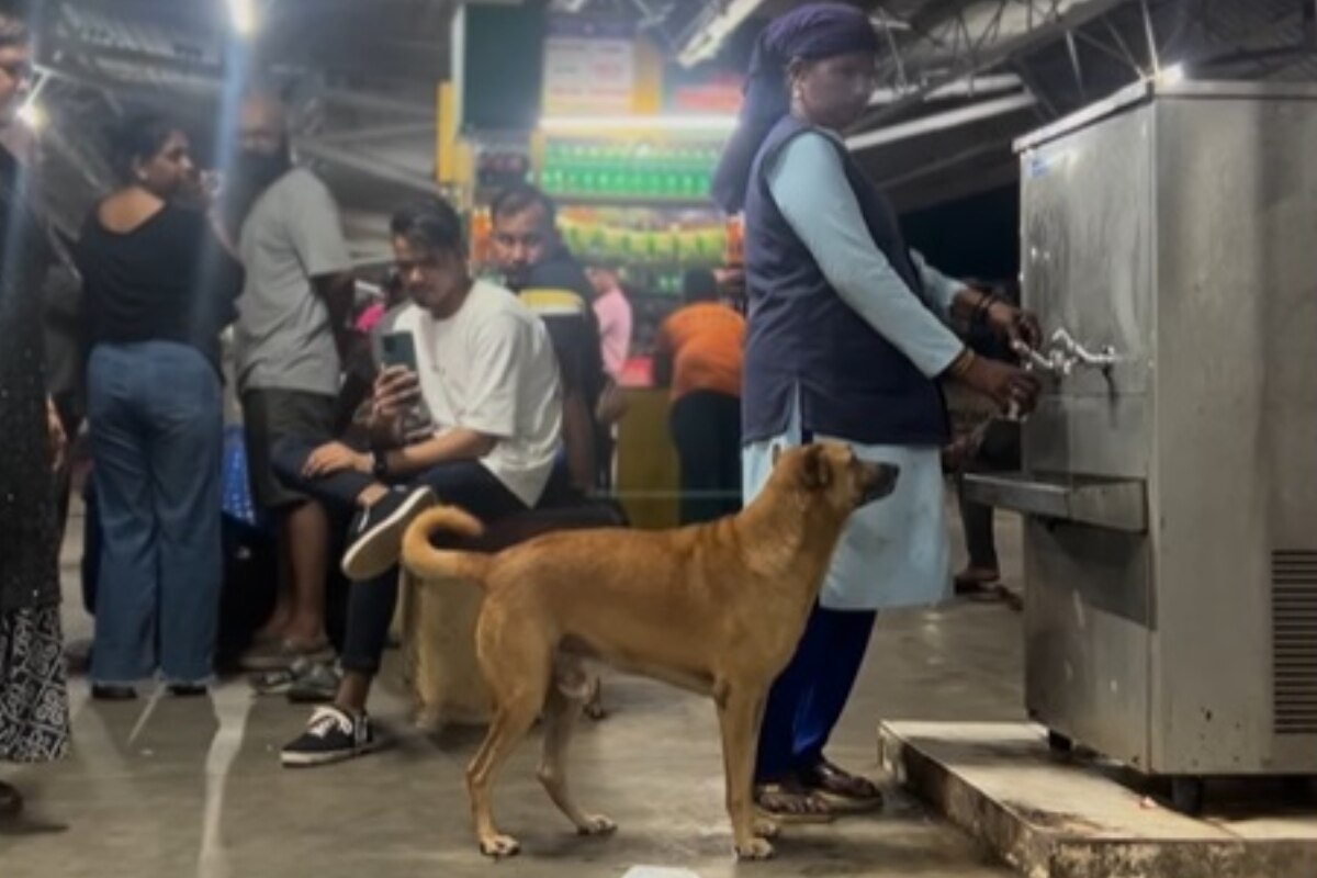 Thirsty Dog Served Water By Woman, Jacqueline Fernandez, Millions Of ...