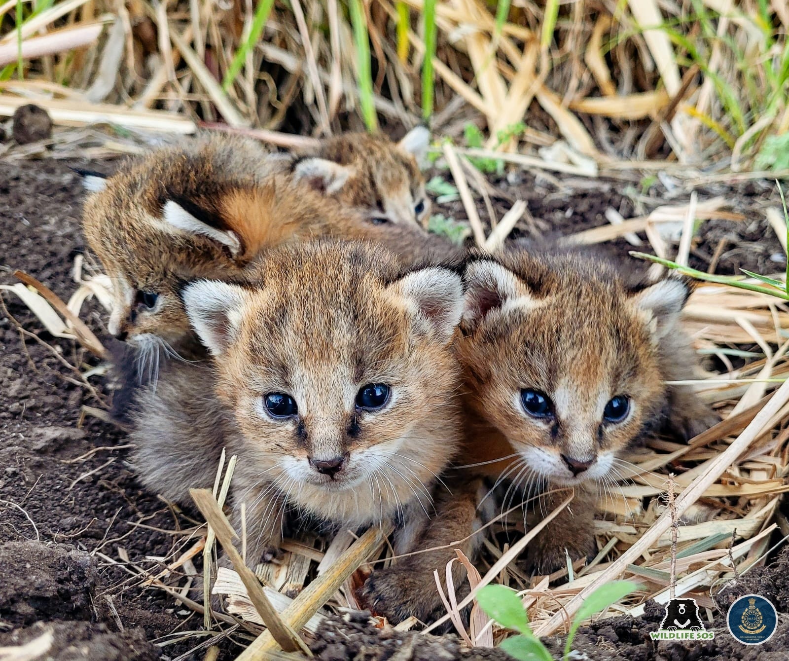 Jungle Cat Kittens Rehabilitated, Released In Maharashtra; Images Inside