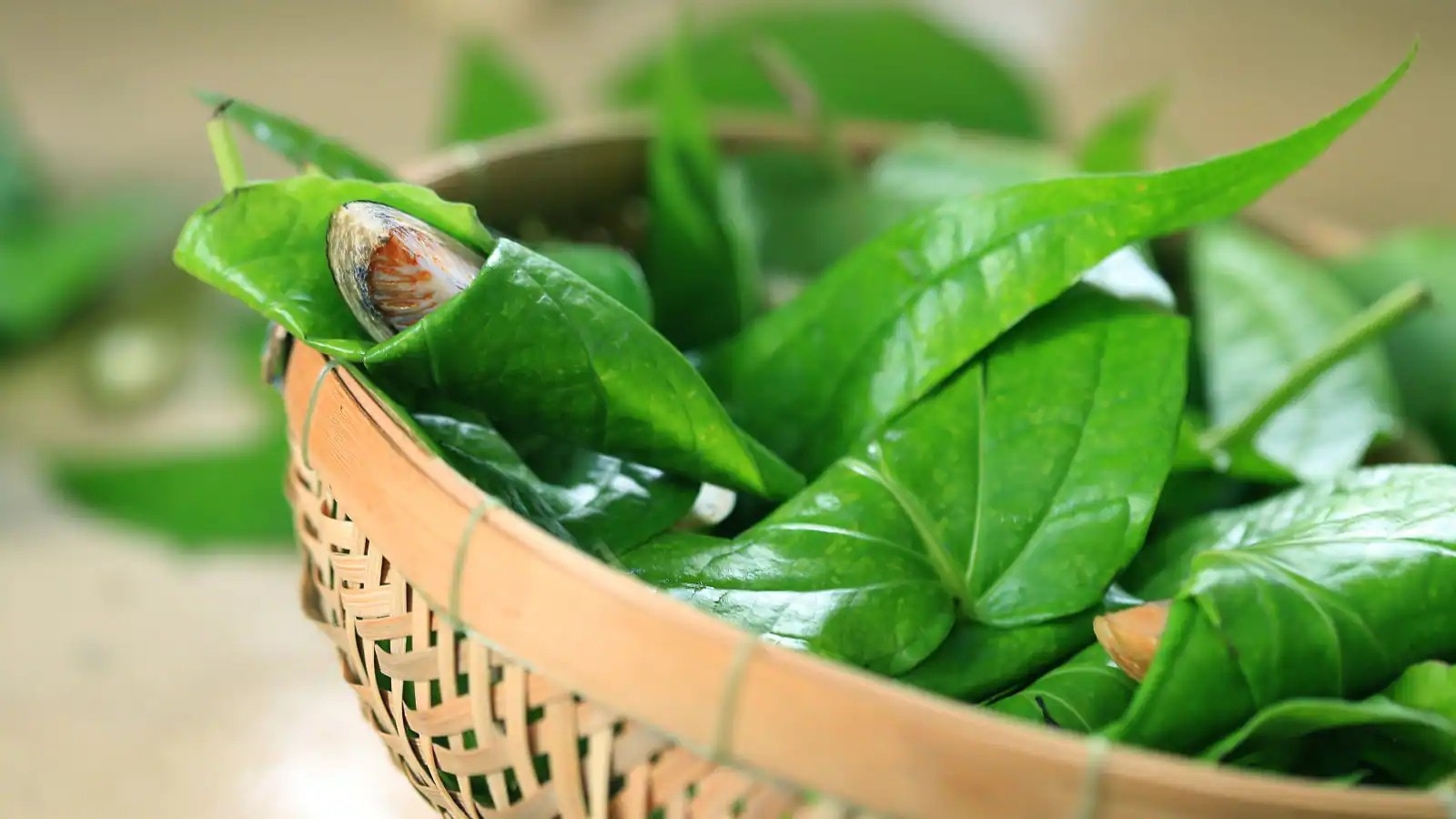 Betel Leaf: Why is it Recommended to Chew Paan Post Meals? 5 Benefits ...