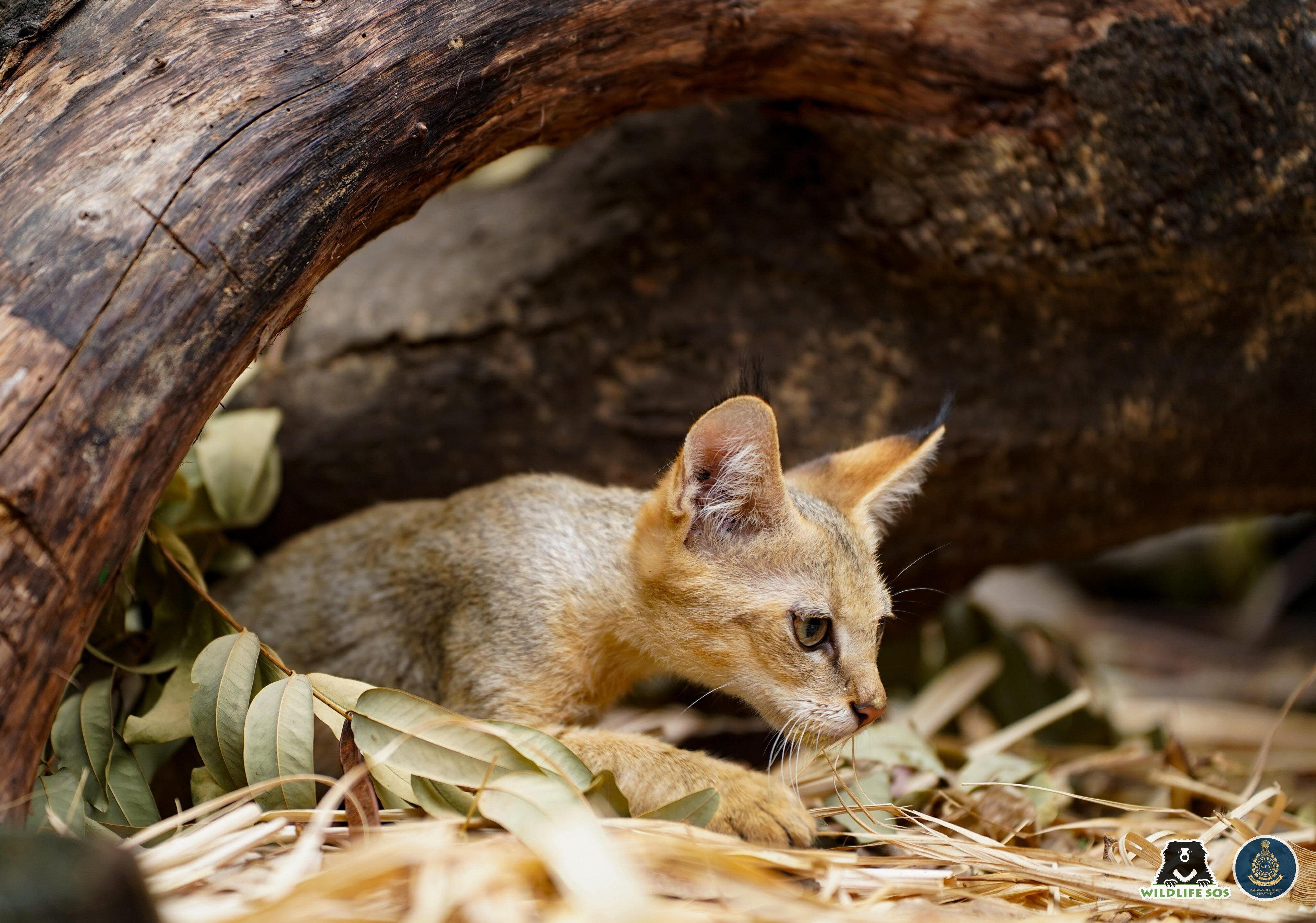 Jungle Cat Kittens Rehabilitated, Released In Maharashtra; Images Inside