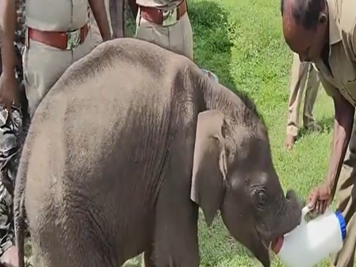 बीमार मां नहीं पिला सकी दूध, बेबी Elephant जंगलों में भटका, वापस लौटा ...