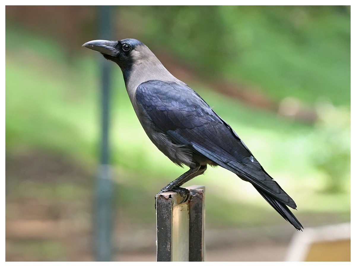 केन्या के कौवों के लिए बुरी खबर, 10 लाख कौवों को सरकार ने मारने का ...