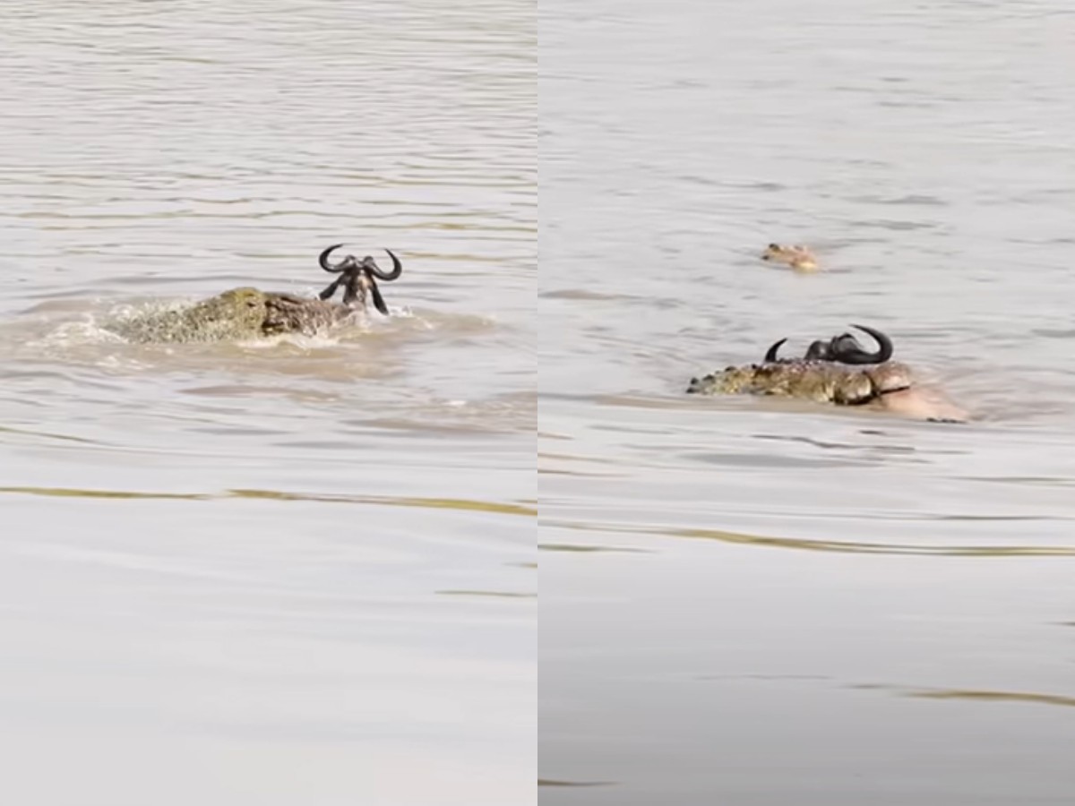 Magarmach Ka Video: चुपचाप नदी में नहाने गया था जानवर, तभी काल बनकर टूट ...