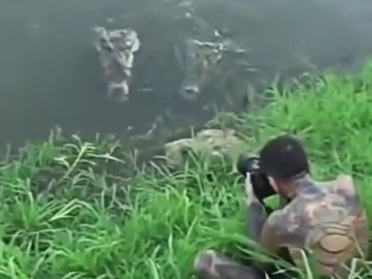 Magarmach Ka Video: मगरमच्छ के रडार पर आ गया कैमरामैन, ऐसा हमला किया ...