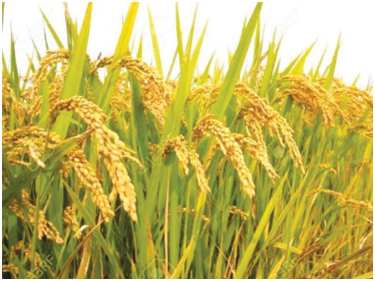 Kharif Crop MSP Hike: कई राज्यों मे विधानसभा चुनावों से पहले सरकार ने ...