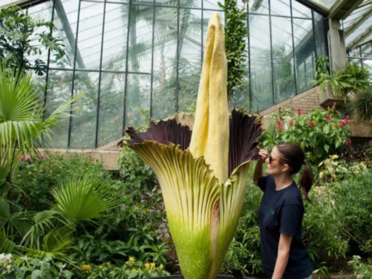 लंदन में खिला दुनिया का सबसे बदबूदार फूल Titan Arum, इंसान से भी ज्यादा ...