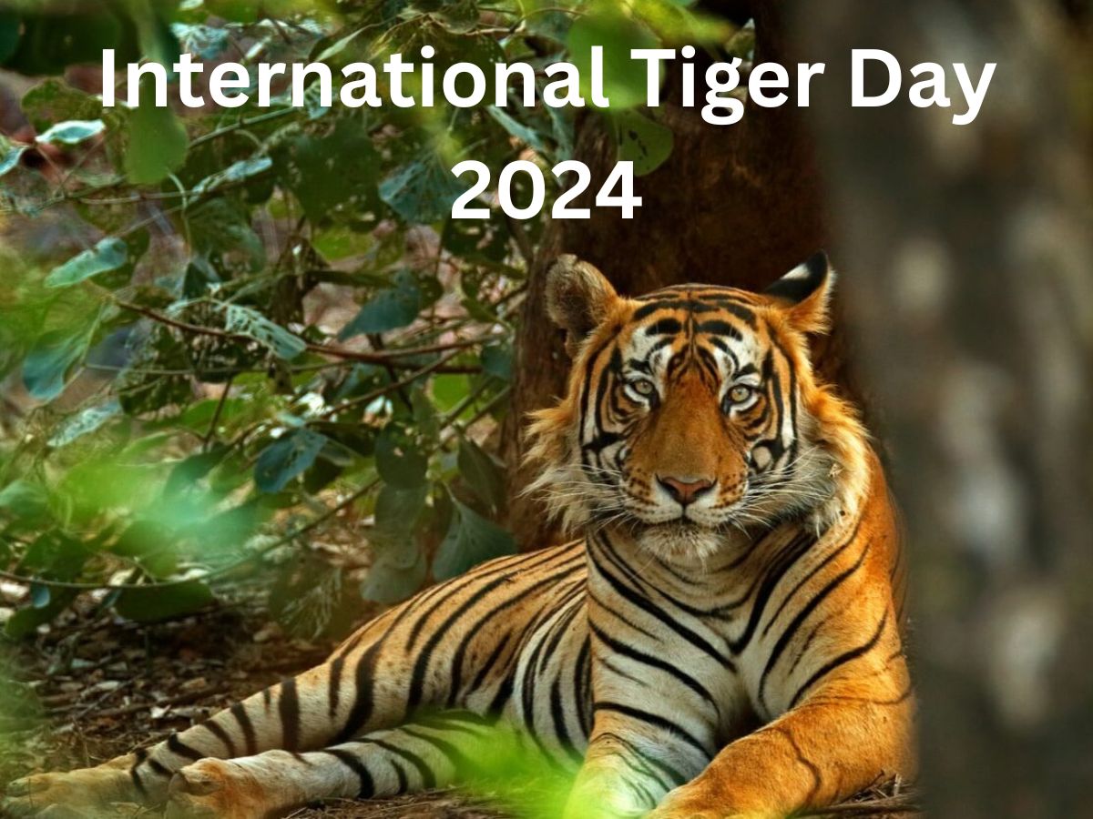 International Tiger Day 2024: क्यों मनाया जाता है अंतर्राष्ट्रीय बाघ ...