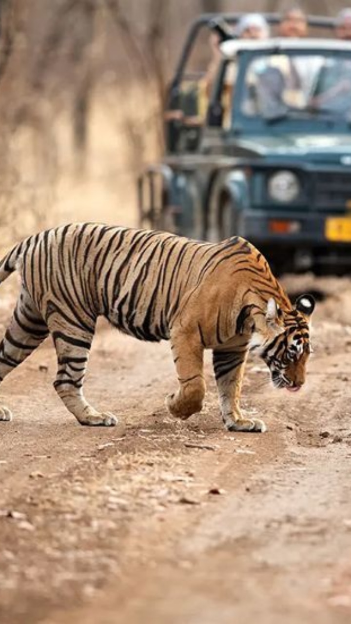 International Tiger Day 2024: 10 Must-Visit Tiger Reserves in India