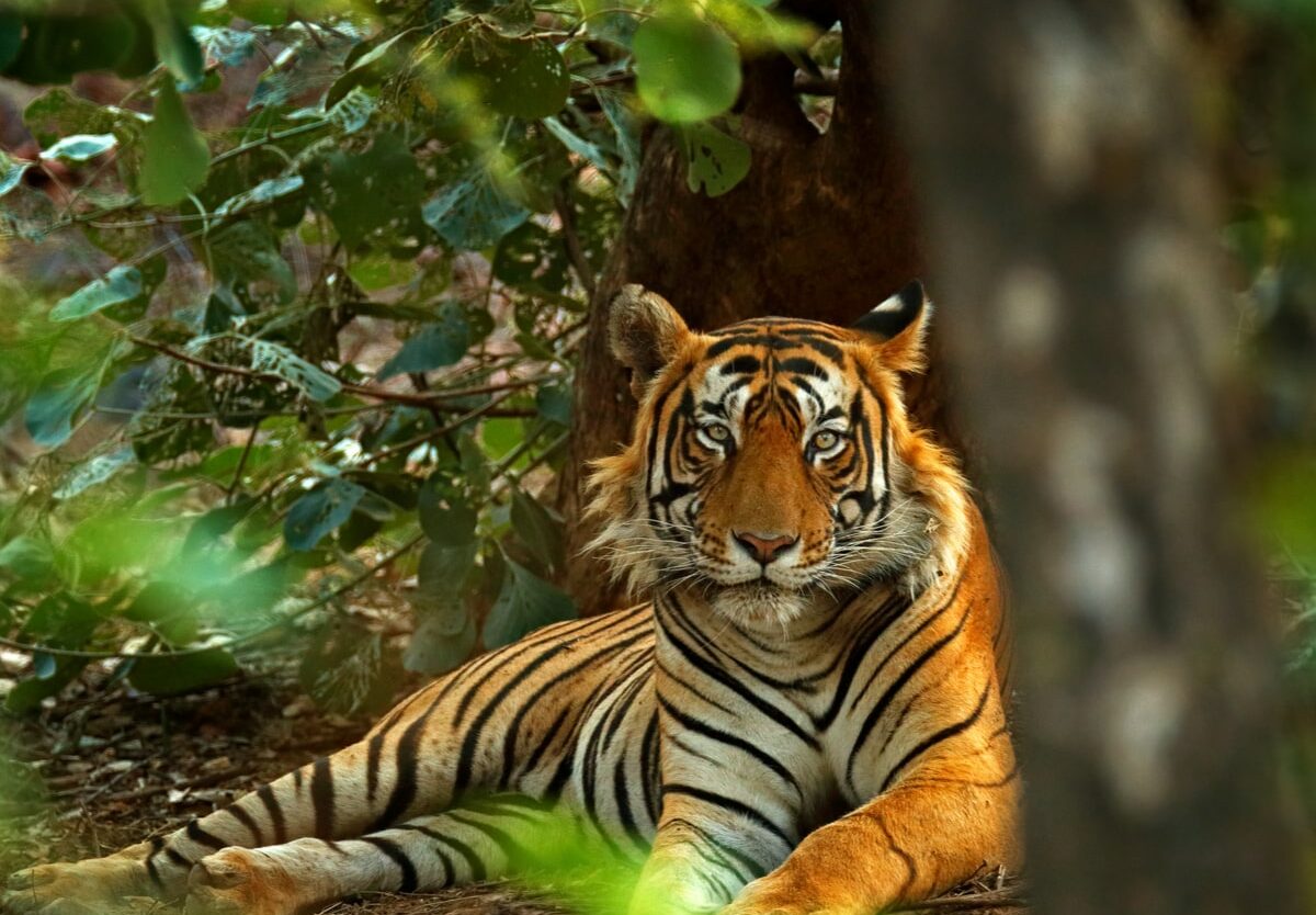 International Tiger Day 2024: अंतर्राष्ट्रीय बाघ दिवस के मौके पर करें भारत के इन 5 Tiger ...