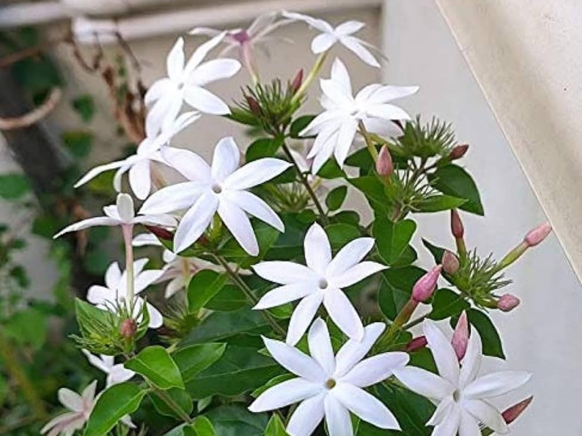 आधी रात में खिलता है शिवजी का ये पसंदीदा फूल, चमत्कारी गुण जानकर आप भी ...