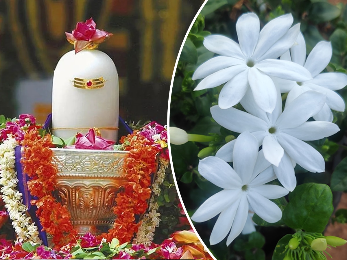 आधी रात में खिलता है शिवजी का ये पसंदीदा फूल, चमत्कारी गुण जानकर आप भी ...