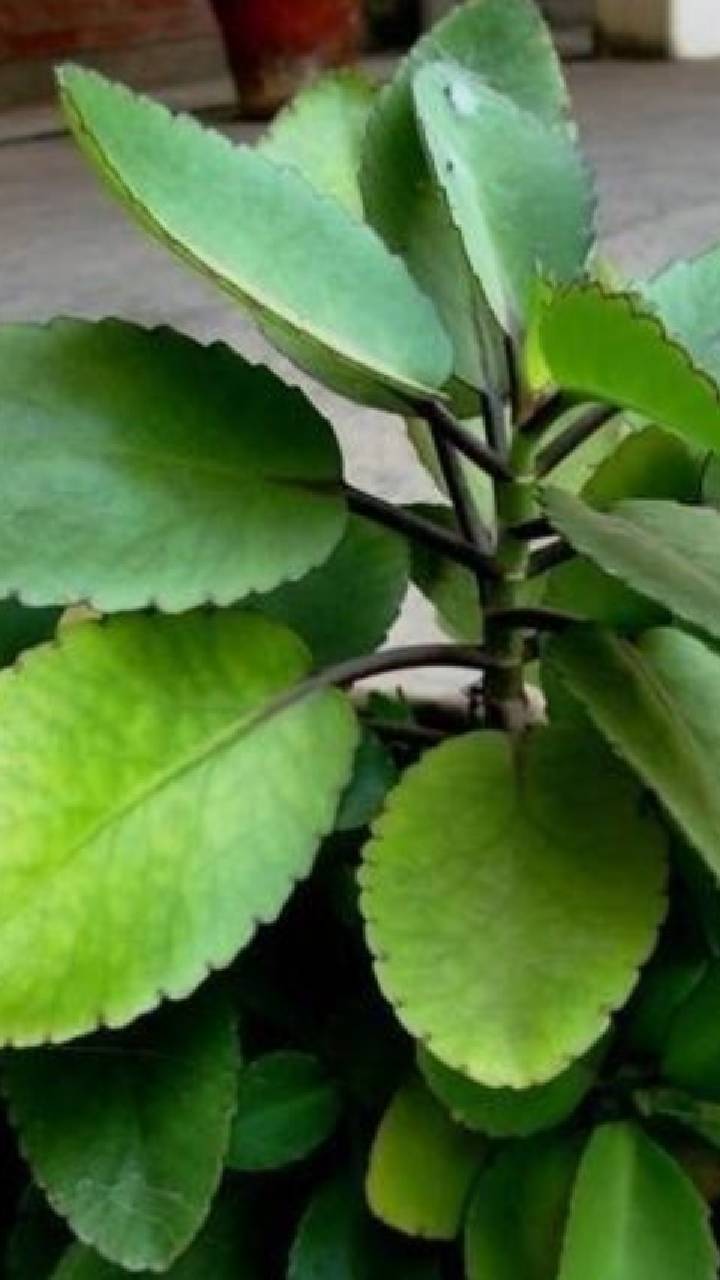 पत्थरचट्टा का पत्ता कैसे और कितने दिनों तक खाना चाहिए?