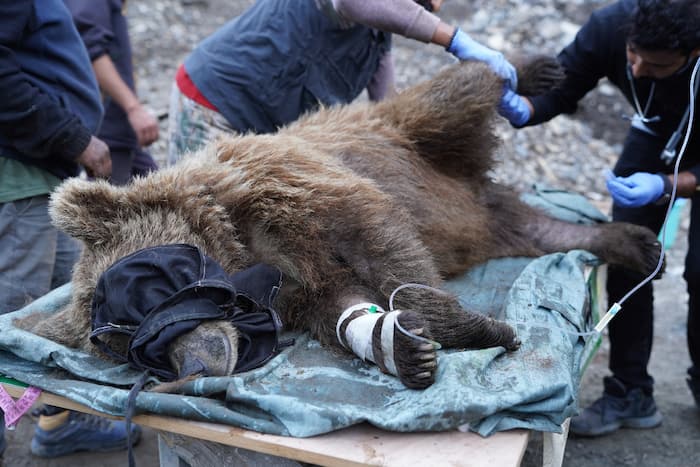 Saving Kashmir's Brown Bears Is A Race Against Time