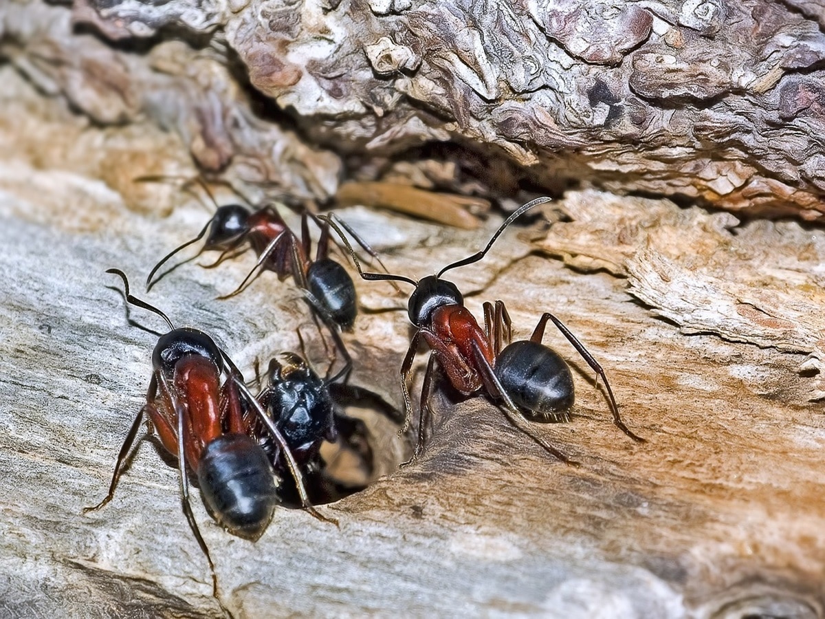 Like Humans, Ants Are Capable Of Performing Amputations On Each Other ...