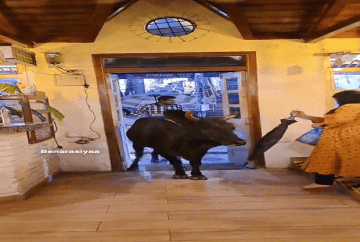 Viral Video: Bull Charges Woman at Café Entrance, Watch What Happens Next
