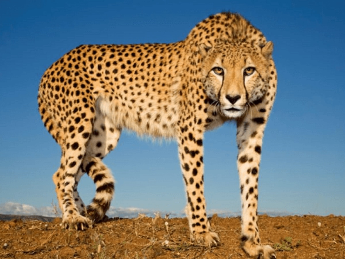 120 किमी प्रतिघंटा की रफ्तार से पीछा करता है ये जानवर, जानें धरती पर ...