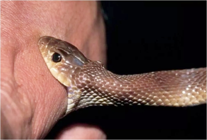 Bihar Man Bites Back Snake Twice After It Bit Him, Heres What Happened Next