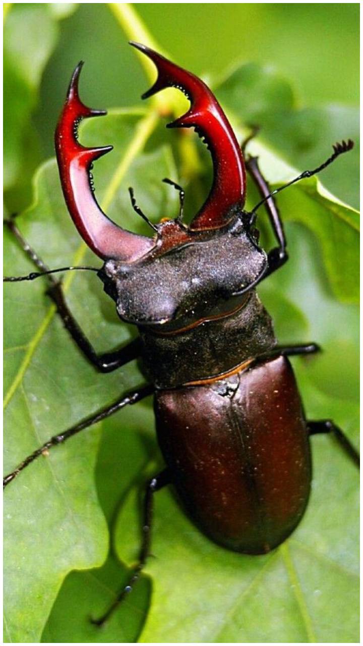 World's Most Expensive Insect