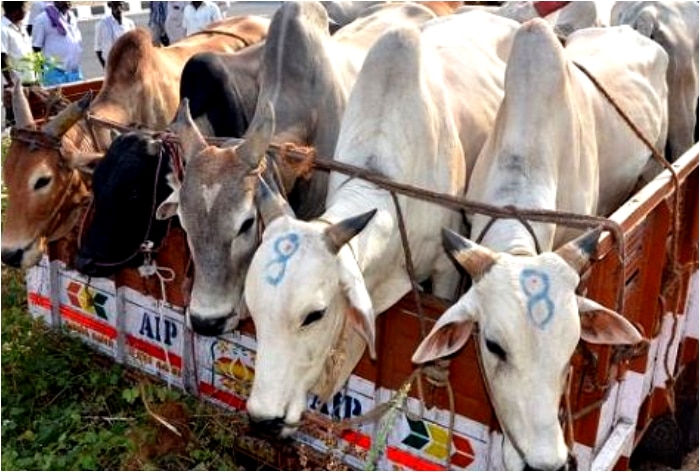 Uttar Pradesh: Police Bust Cow Smuggling Gang; Several Animals Rescued ...
