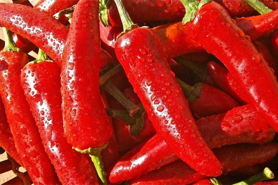 Health Benefits Of Red Pepper : Latest News, Videos and Photos on ...