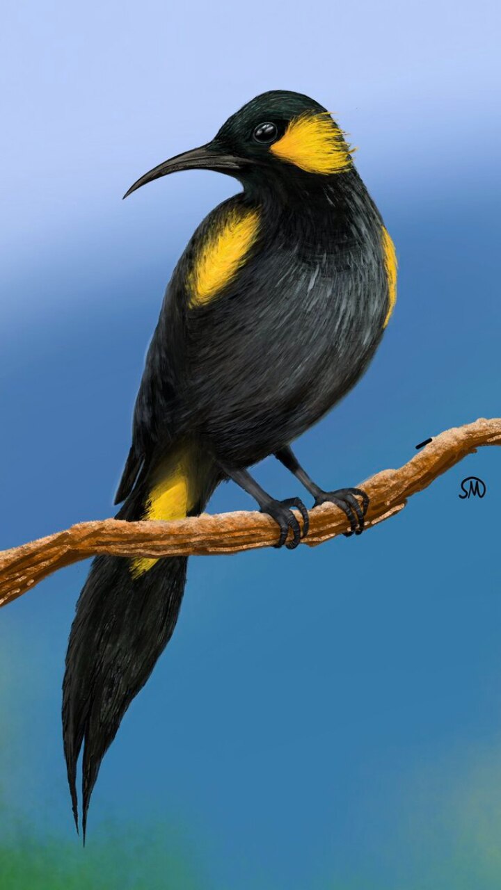 10 Magnificent Birds That Have Gone Extinct