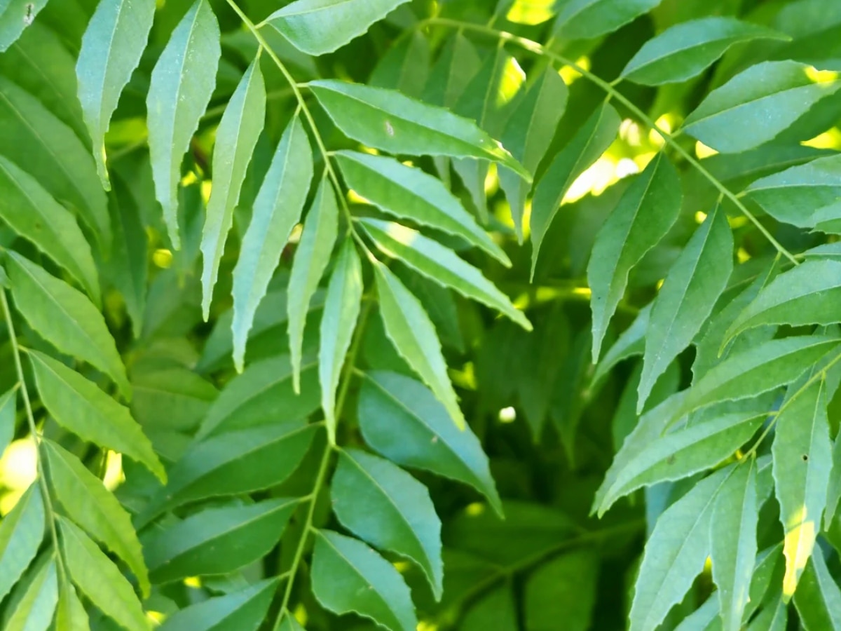 ज्यादा करी पत्ता खाना पड़ सकता है भारी, सेहत को हो सकते हैं ये 5 बड़े ...