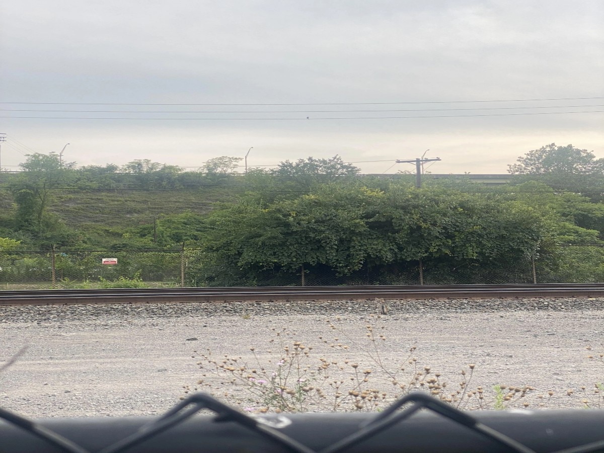 Optical Illusion: तस्वीर में सामने ही दिख रही एक लोमड़ी, मगर कोई नजरों ...