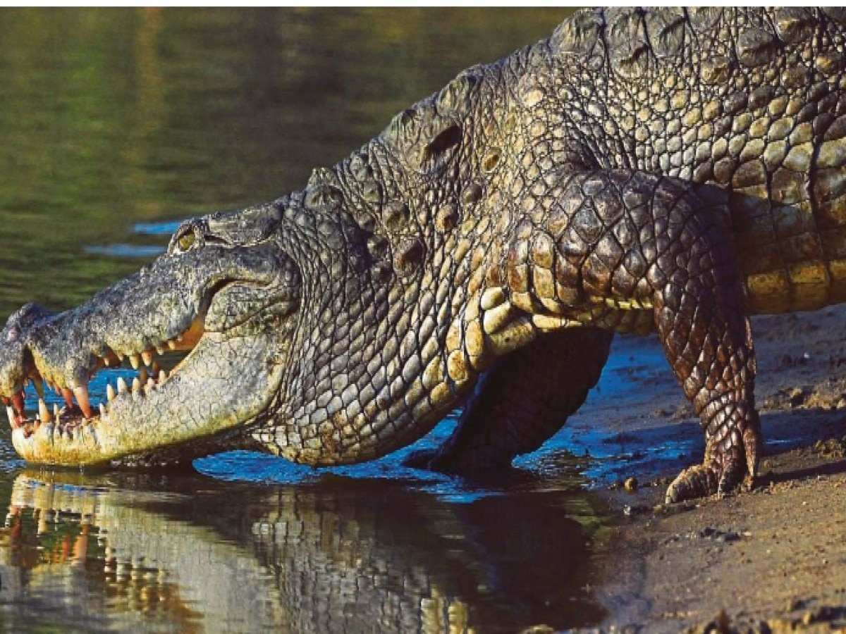 Magarmach Ka Hamla: नदी में बर्तन धो रही महिला पर टूट पड़ा मगरमच्छ, फिर ...